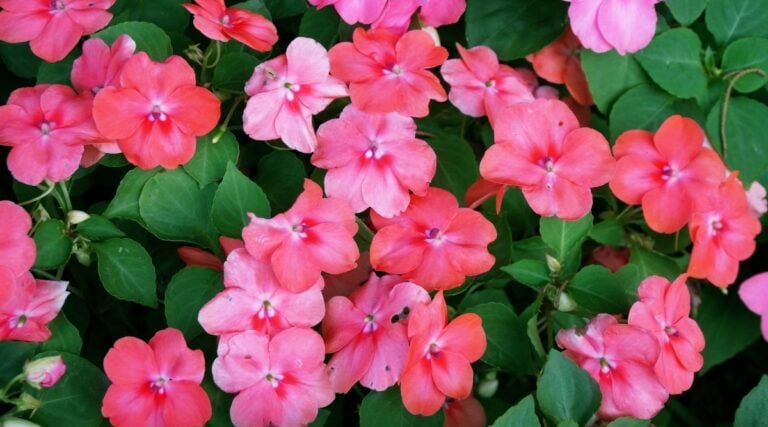 37 Different Impatiens Varieties to Plant This Season
