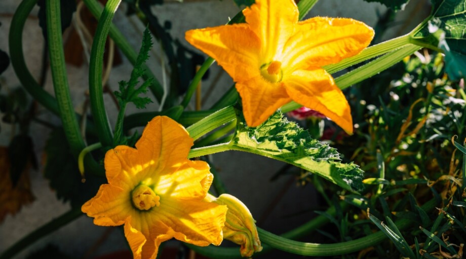 How to Hand-Pollinate Squash