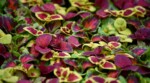Is Coleus an Annual, Biennial or Perennial Plant?