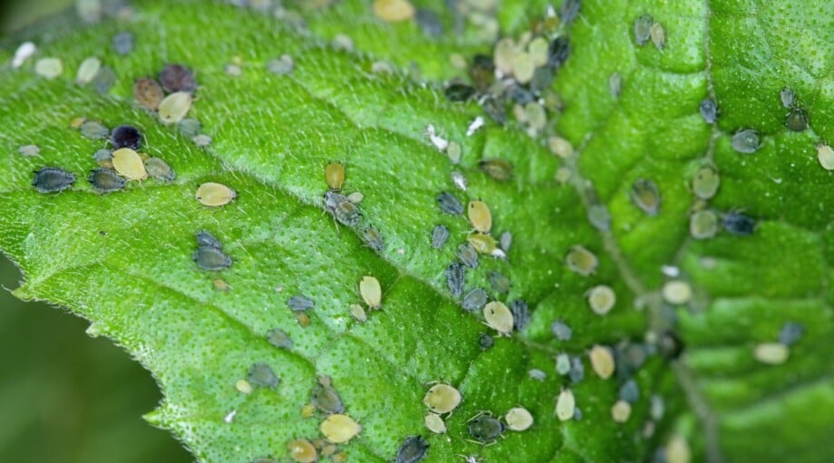 11 Types of Aphids Found in the Garden