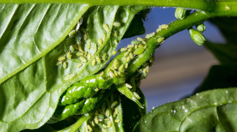 11 Types of Aphids Found in the Garden