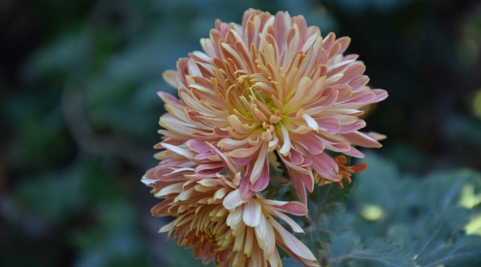 27 Hardy Mum Varieties for Your Fall Garden