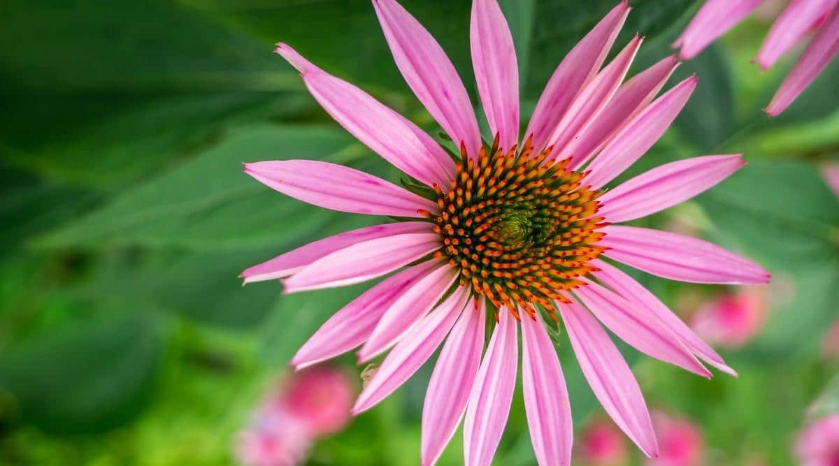 15 Popular Perennial Plants You Can Plant in June
