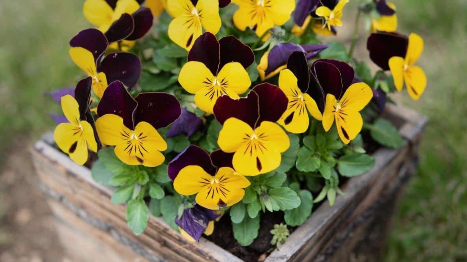 15 Tips For Growing Pansies in Pots or Containers