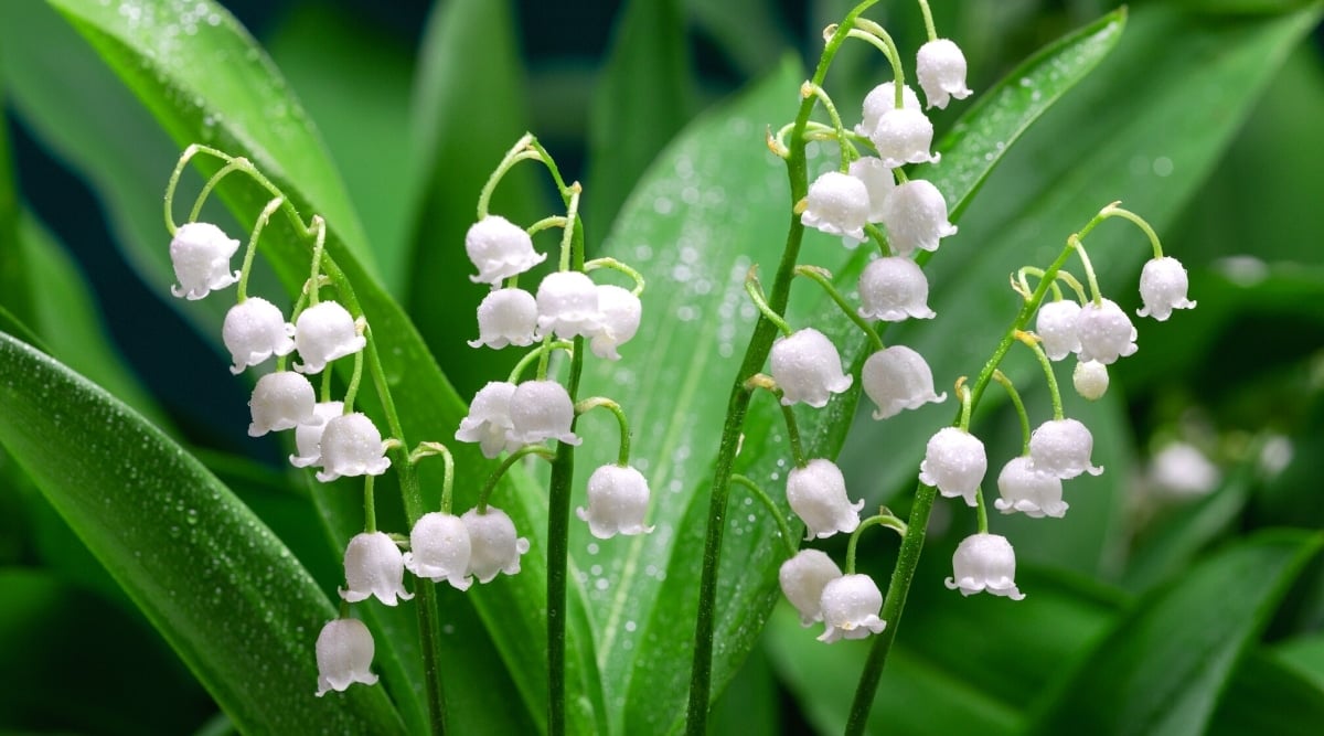 20 Different Plants With Tiny Flowers For Your Garden