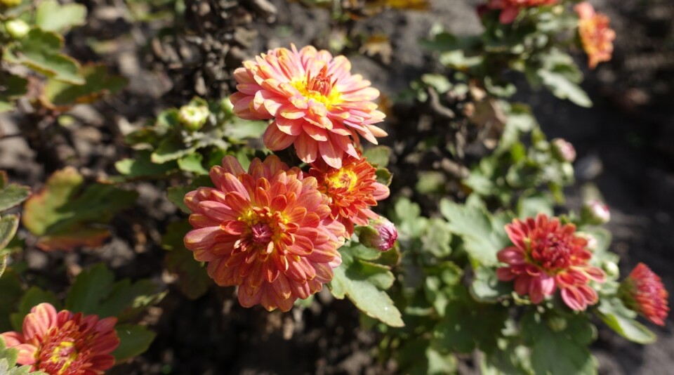 27 Hardy Mum Varieties for Your Fall Garden