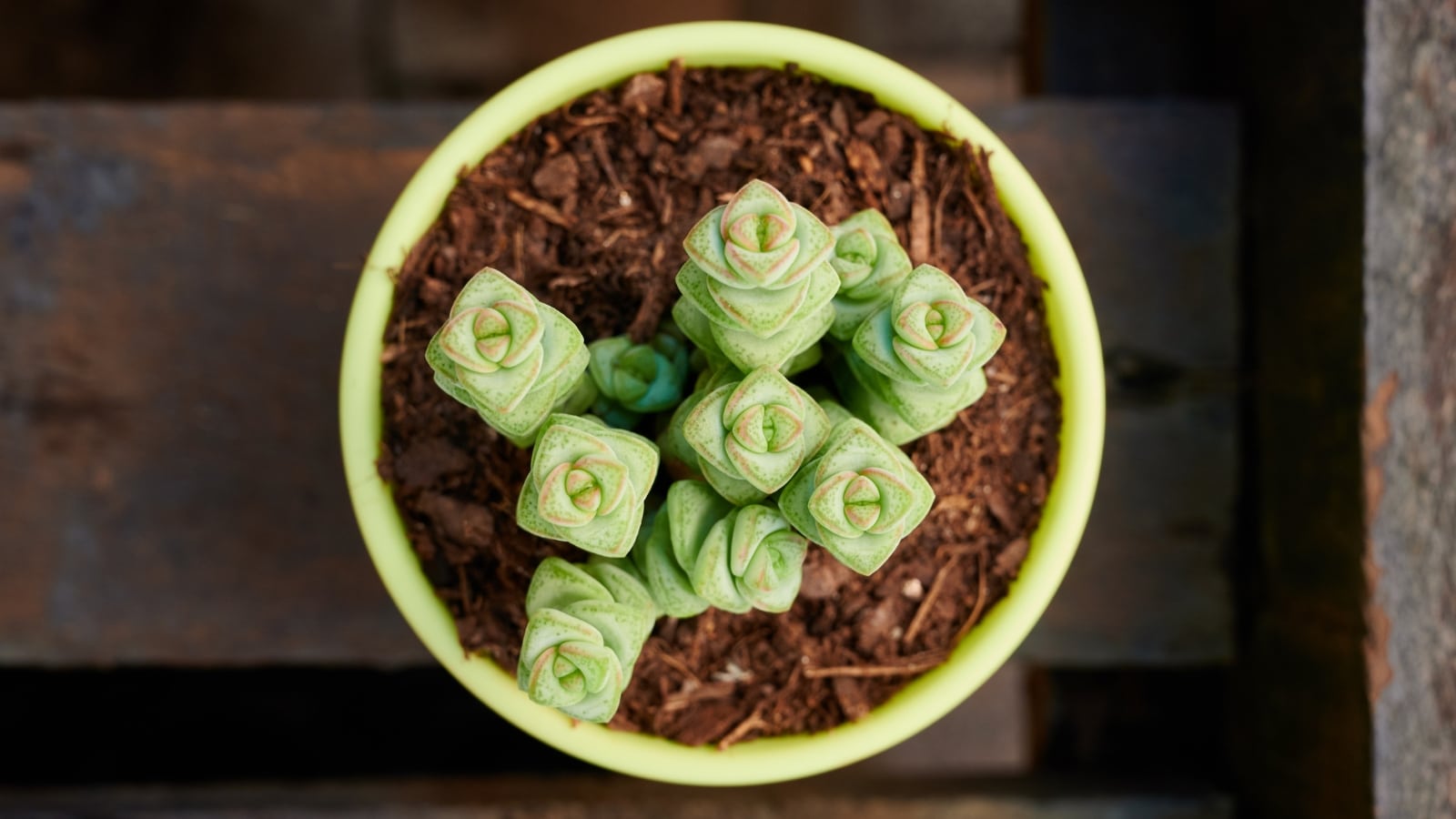 50 Different Types of Crassula Varieties With Names and Pictures