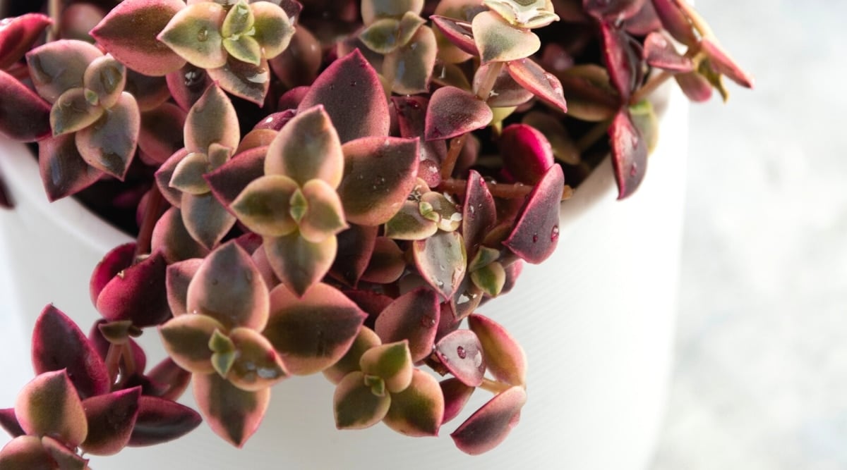 50 Different Types of Crassula Varieties With Names and Pictures