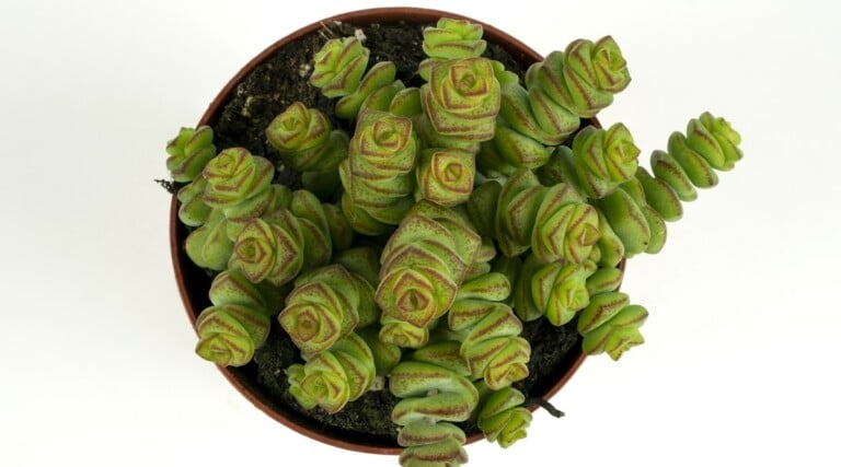 50 Different Types of Crassula Varieties With Names and Pictures