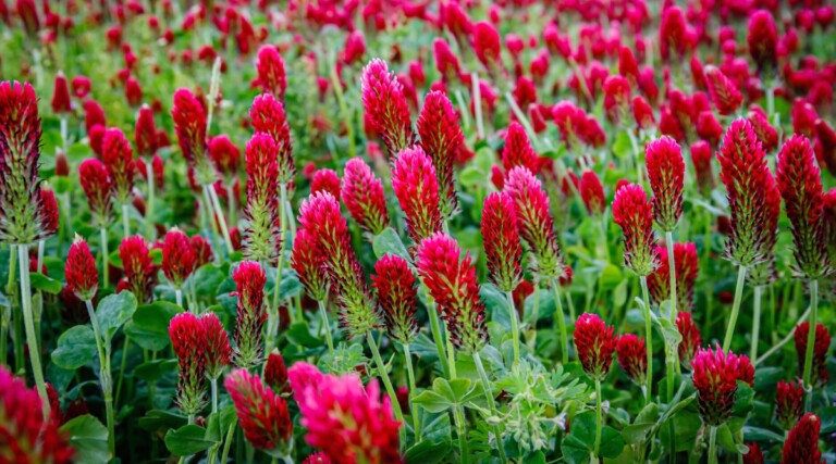 9 Fall Cover Crops for Fertile Spring Soil