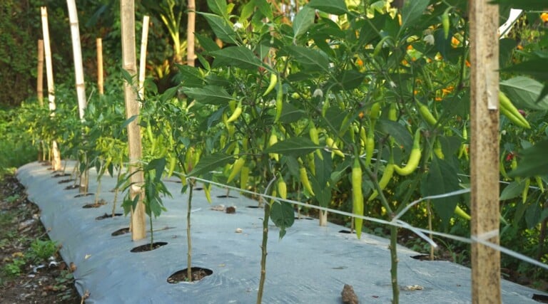 18 Pros and Cons of Using Plastic Mulch in the Garden