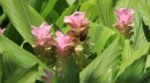 13 Varieties of Flowering Ginger for Your Garden