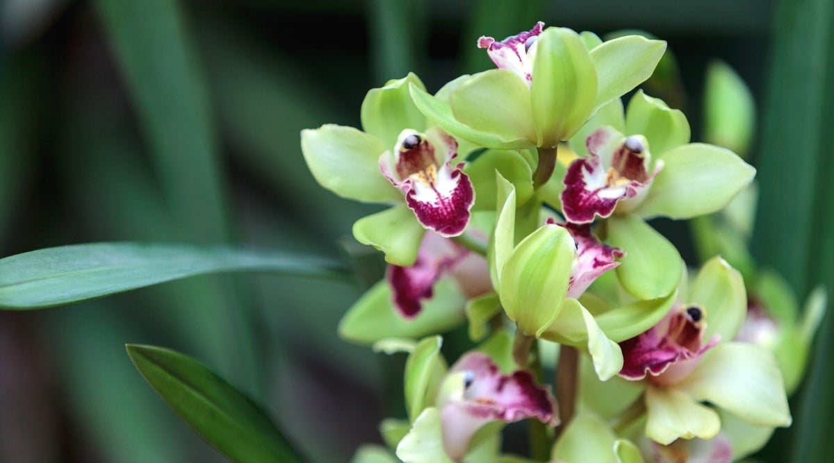How to Plant, Grow and Care For Cymbidium Orchids