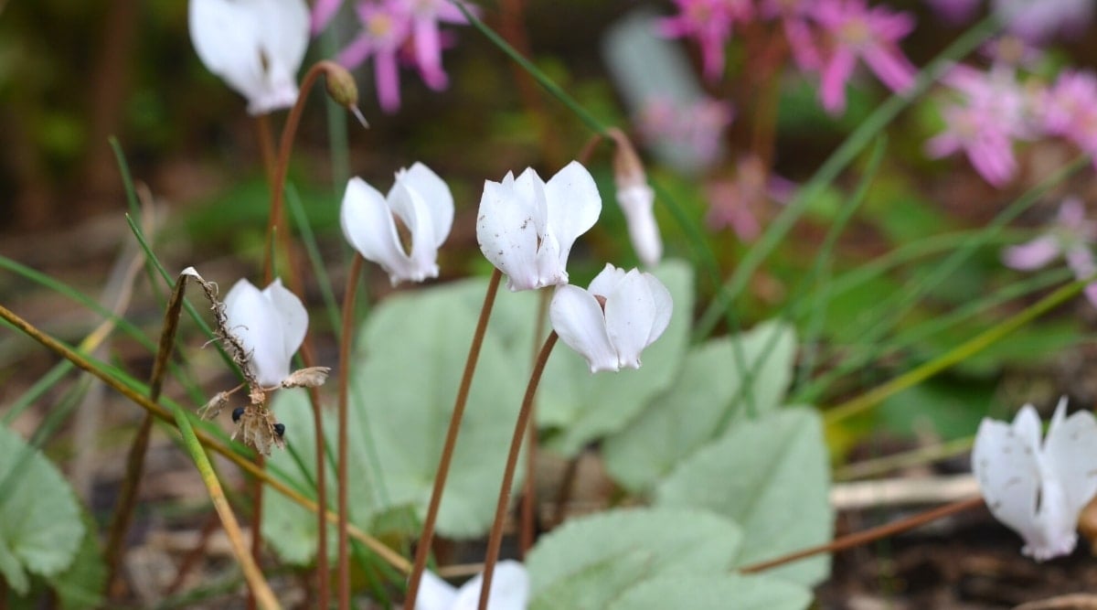 15 Cyclamen Varieties For Your Indoor Garden