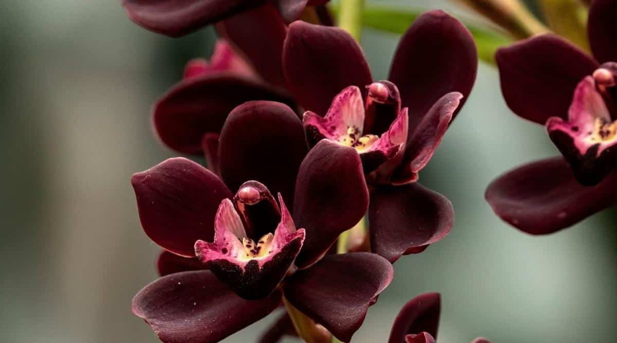 15 Purple Orchid Varieties For Indoor and Outdoor Gardens