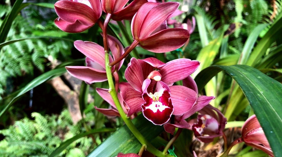 How to Plant, Grow and Care For Cymbidium Orchids