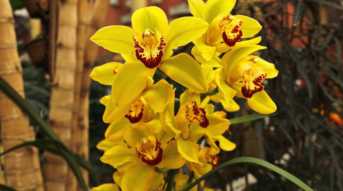 How to Plant, Grow and Care For Cymbidium Orchids