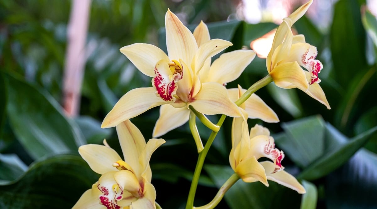 How to Plant, Grow and Care For Cymbidium Orchids