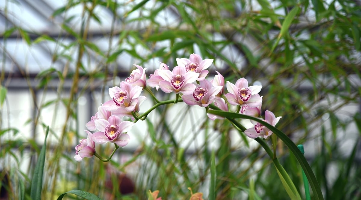 25 Different Orchids That Thrive as Indoor Houseplants