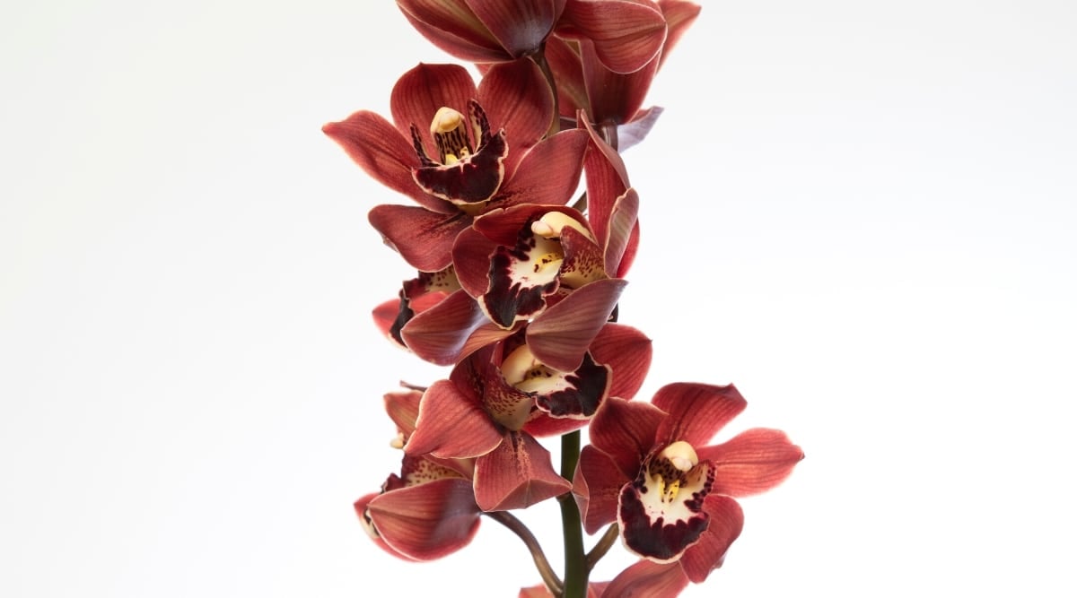 25 Different Orchids That Thrive as Indoor Houseplants