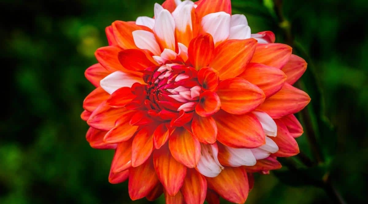 Dahlia Varieties: 64 Different Types of Dahlia You'll Love