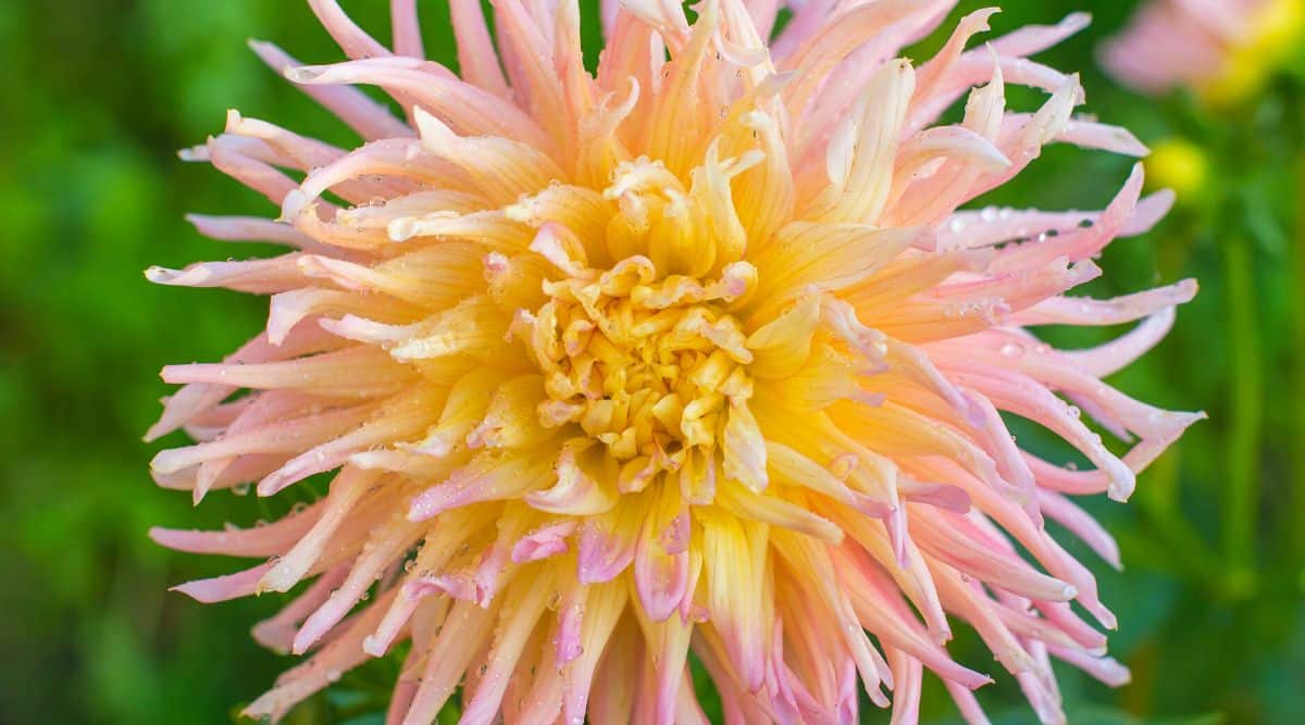 21 Pink Dahlia Varieties With Beautiful Blooms