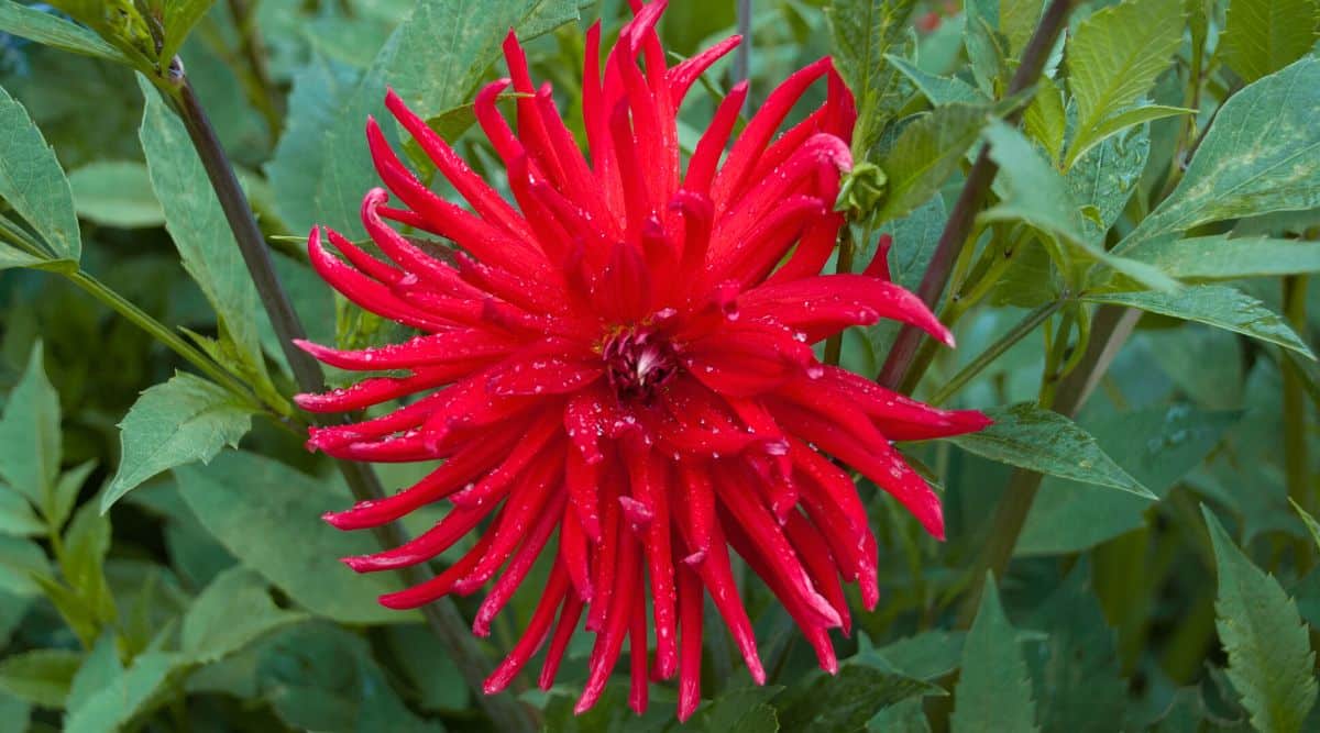21 Red Dahlia Varieties For Your Flowerbeds