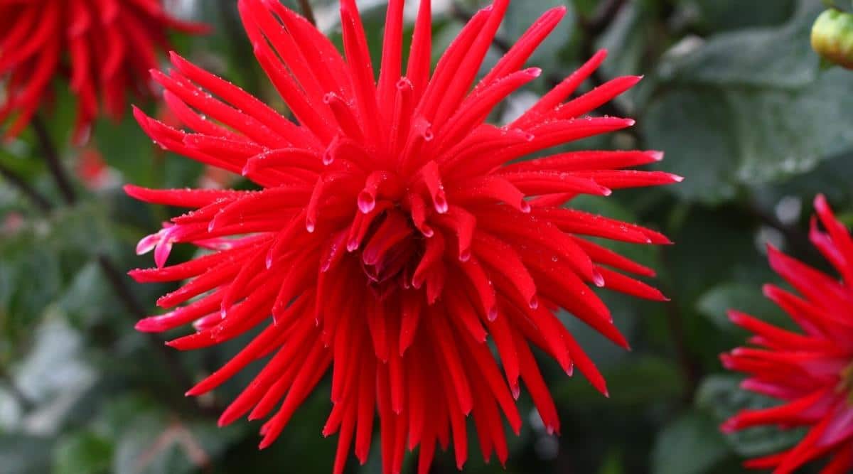 21 Red Dahlia Varieties For Your Flowerbeds