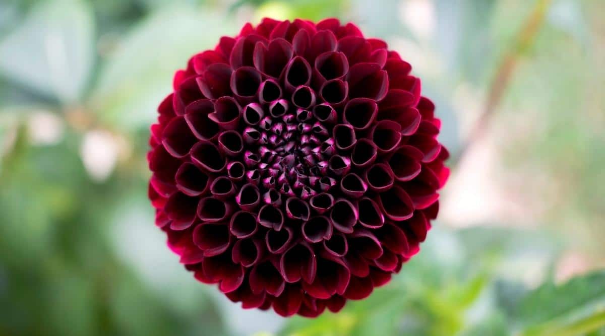 21 Red Dahlia Varieties For Your Flowerbeds