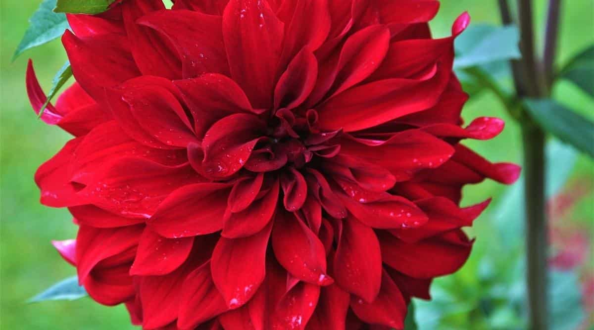 21 Red Dahlia Varieties For Your Flowerbeds