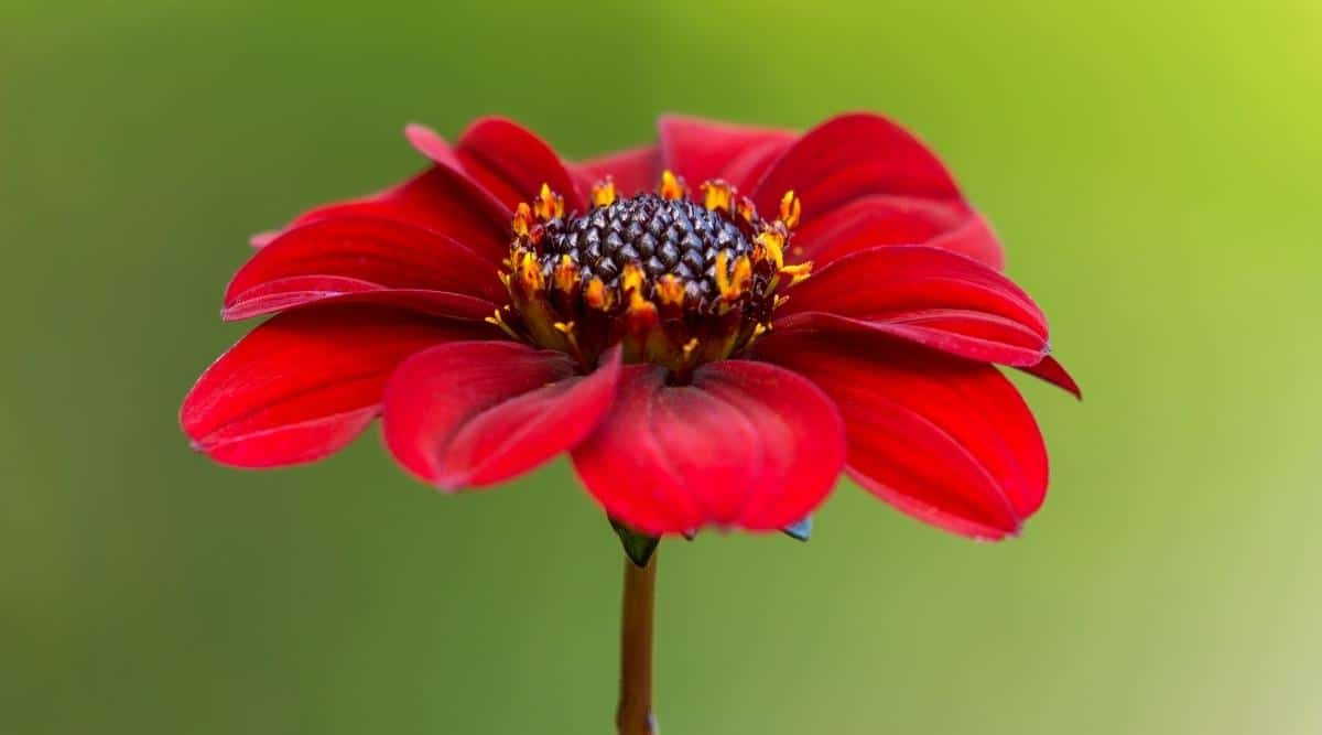 21 Red Dahlia Varieties For Your Flowerbeds