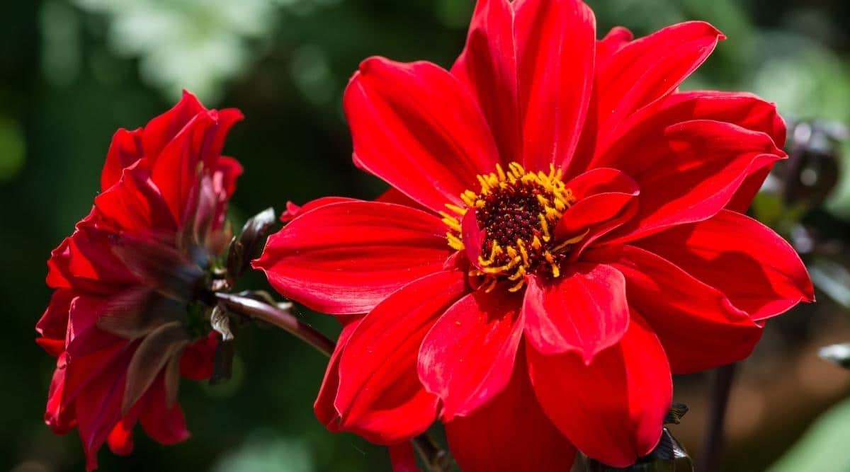 Dahlia Varieties: 64 Different Types of Dahlia You'll Love