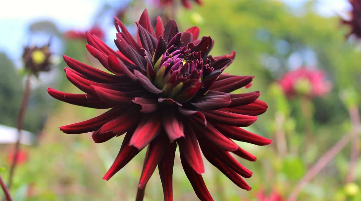 21 Red Dahlia Varieties For Your Flowerbeds