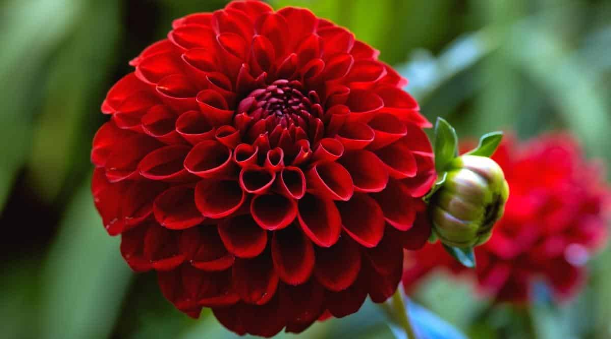 21 Red Dahlia Varieties For Your Flowerbeds