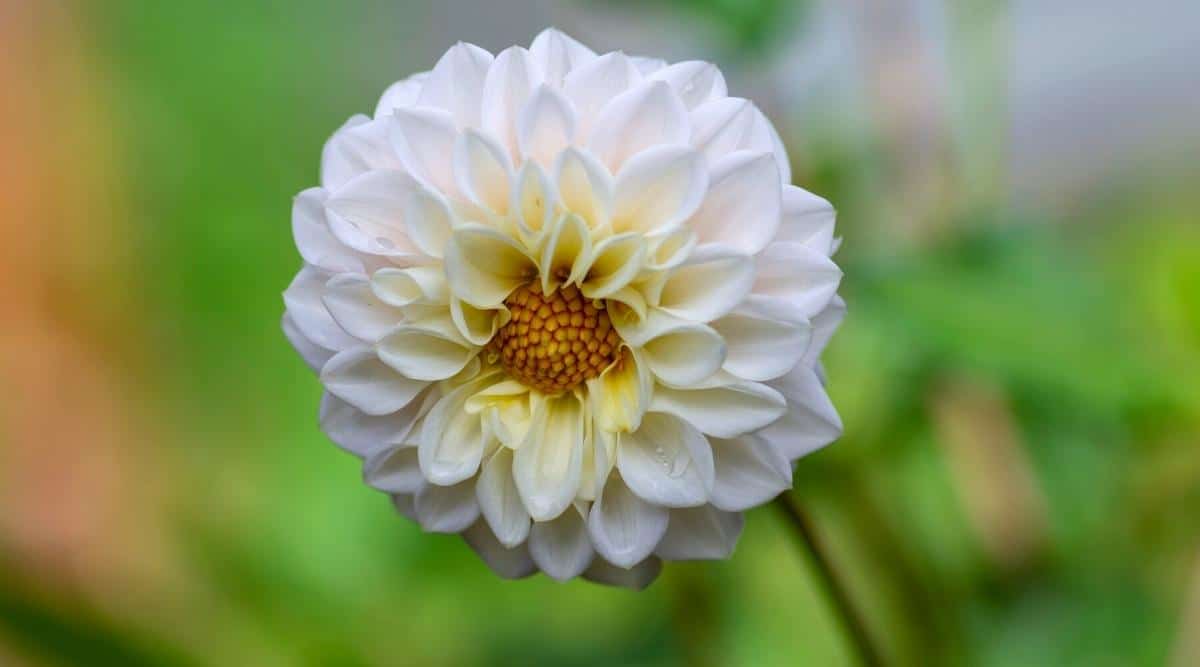 21 White Dahlia Varieties to Grow This Season