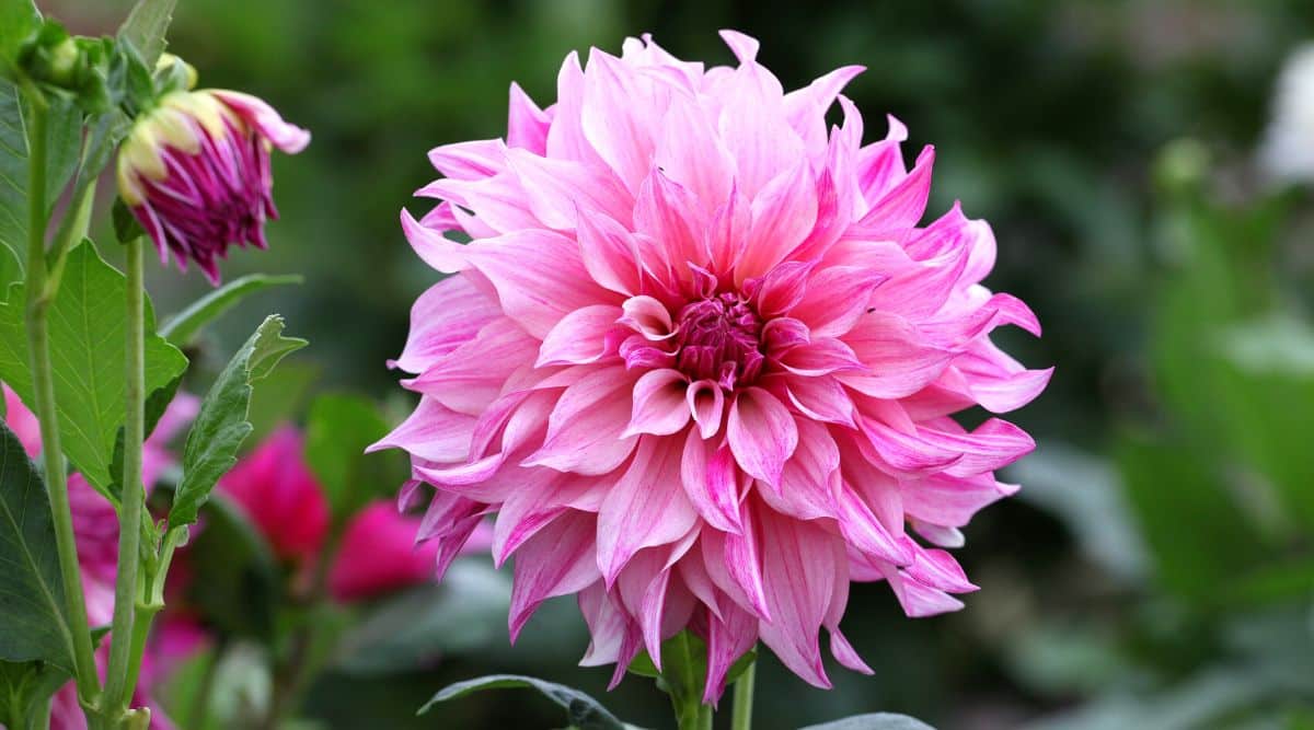 21 Pink Dahlia Varieties With Beautiful Blooms