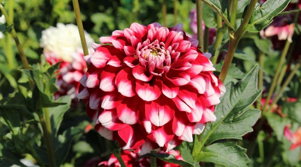 Dahlia Varieties: 64 Different Types of Dahlia You'll Love