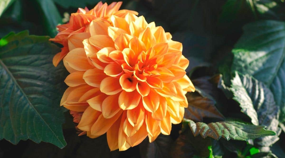 Dahlia Varieties: 64 Different Types of Dahlia You'll Love