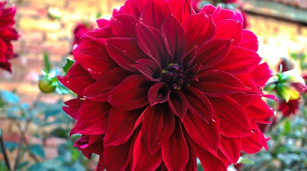 21 Red Dahlia Varieties For Your Flowerbeds