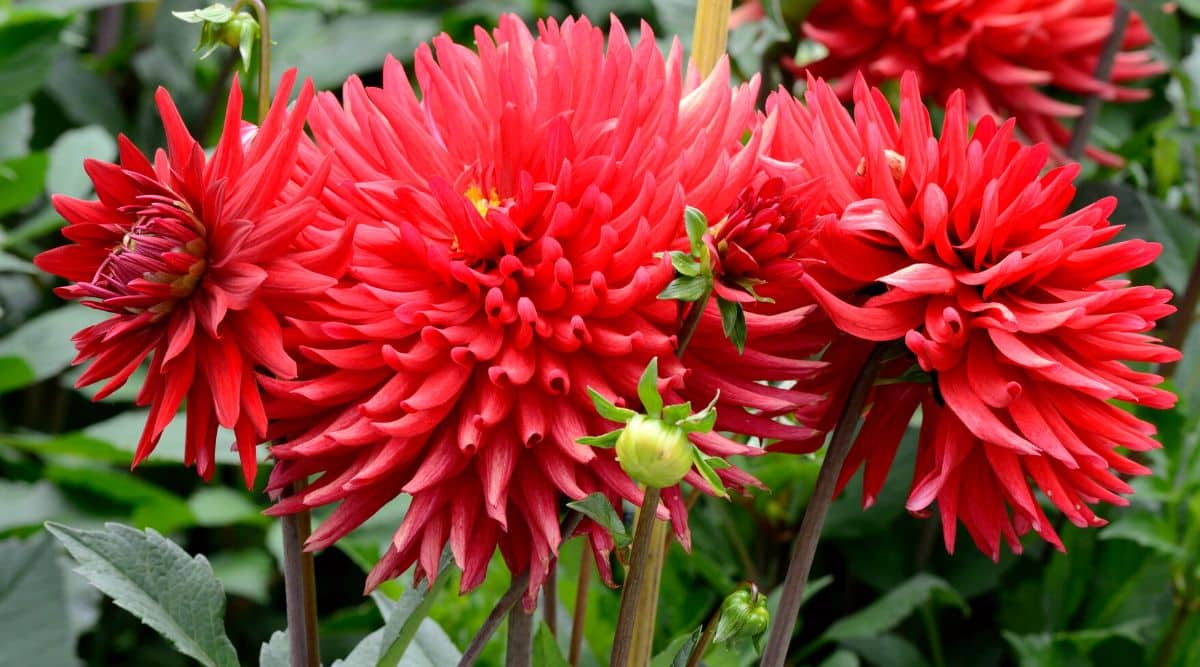21 Red Dahlia Varieties For Your Flowerbeds