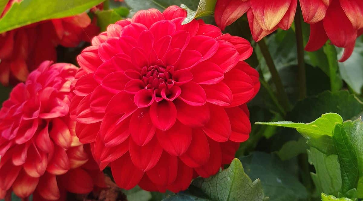21 Red Dahlia Varieties For Your Flowerbeds