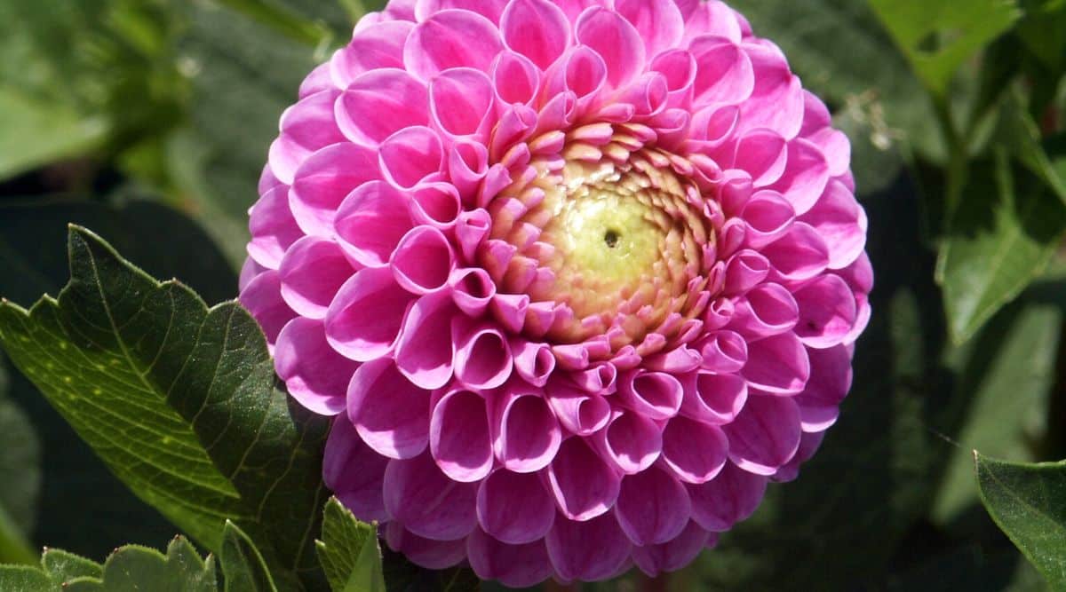 Dahlia Varieties: 64 Different Types of Dahlia You'll Love