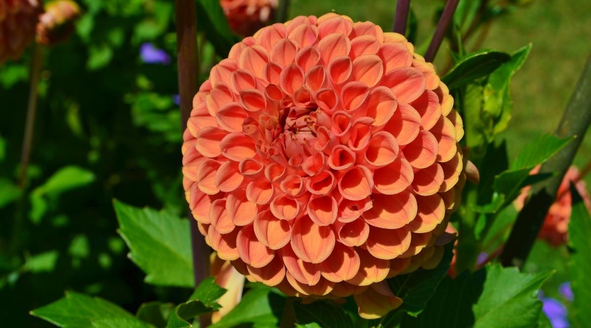 Dahlia Varieties: 64 Different Types of Dahlia You'll Love