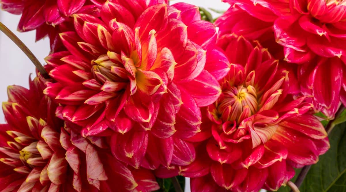 21 Red Dahlia Varieties For Your Flowerbeds