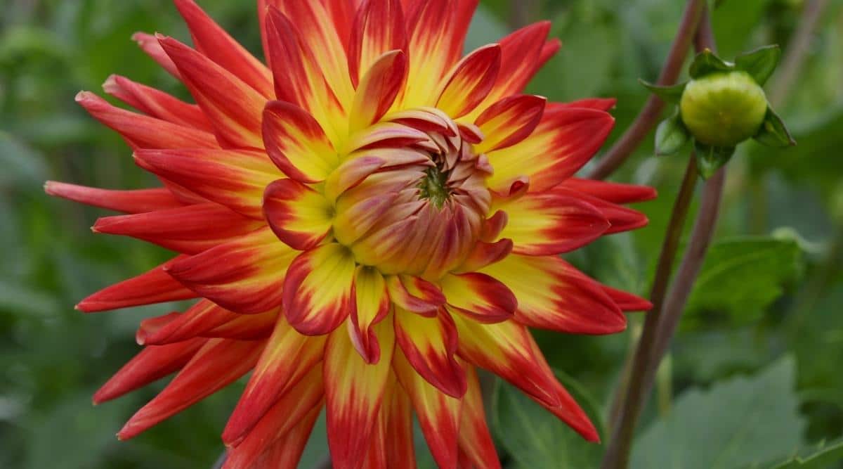 Dahlia Varieties: 64 Different Types of Dahlia You'll Love