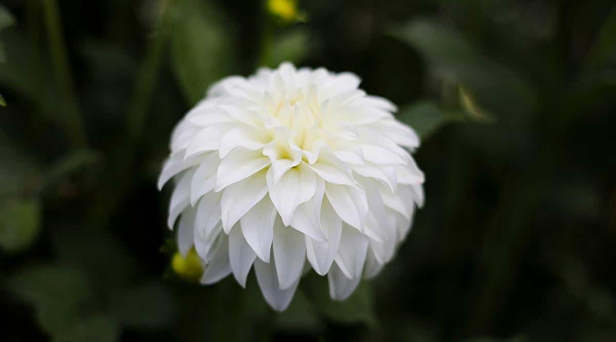 21 White Dahlia Varieties to Grow This Season