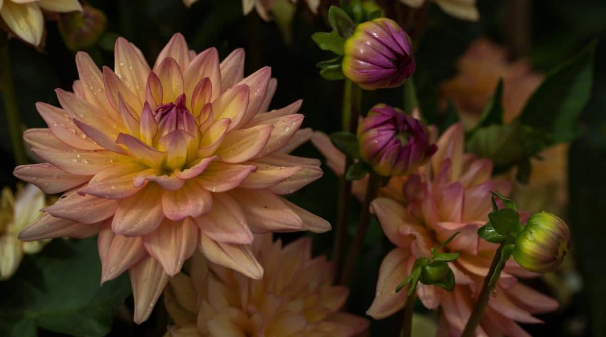 Dahlia Varieties: 64 Different Types of Dahlia You'll Love