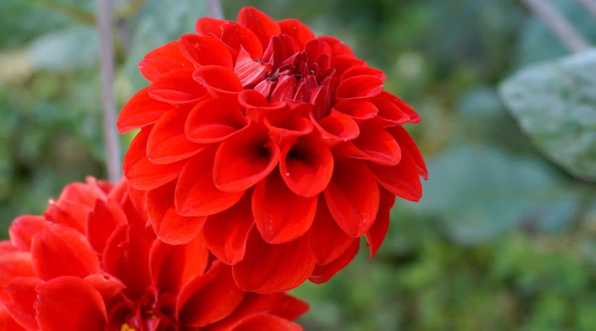 21 Red Dahlia Varieties For Your Flowerbeds