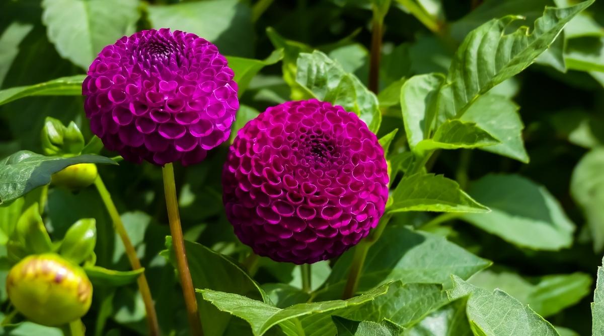 Dahlia Varieties: 64 Different Types of Dahlia You'll Love