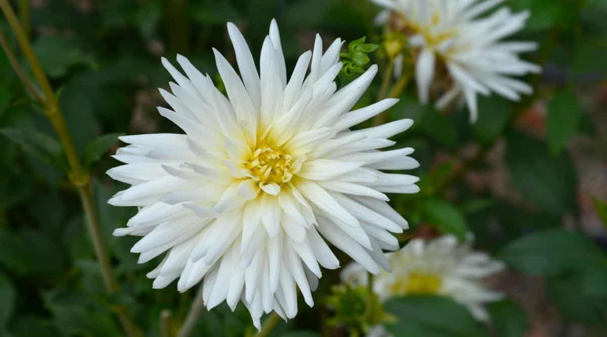 21 White Dahlia Varieties to Grow This Season